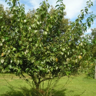 Darrow Mandarin Melonberry Tree — Just Fruits and Exotics