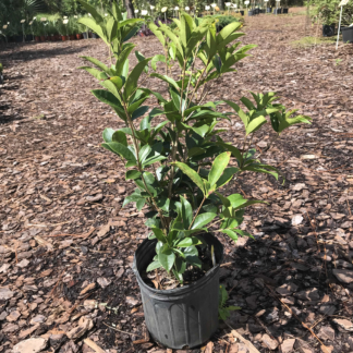 Tea Olive Tree • Just Fruits and Exotics