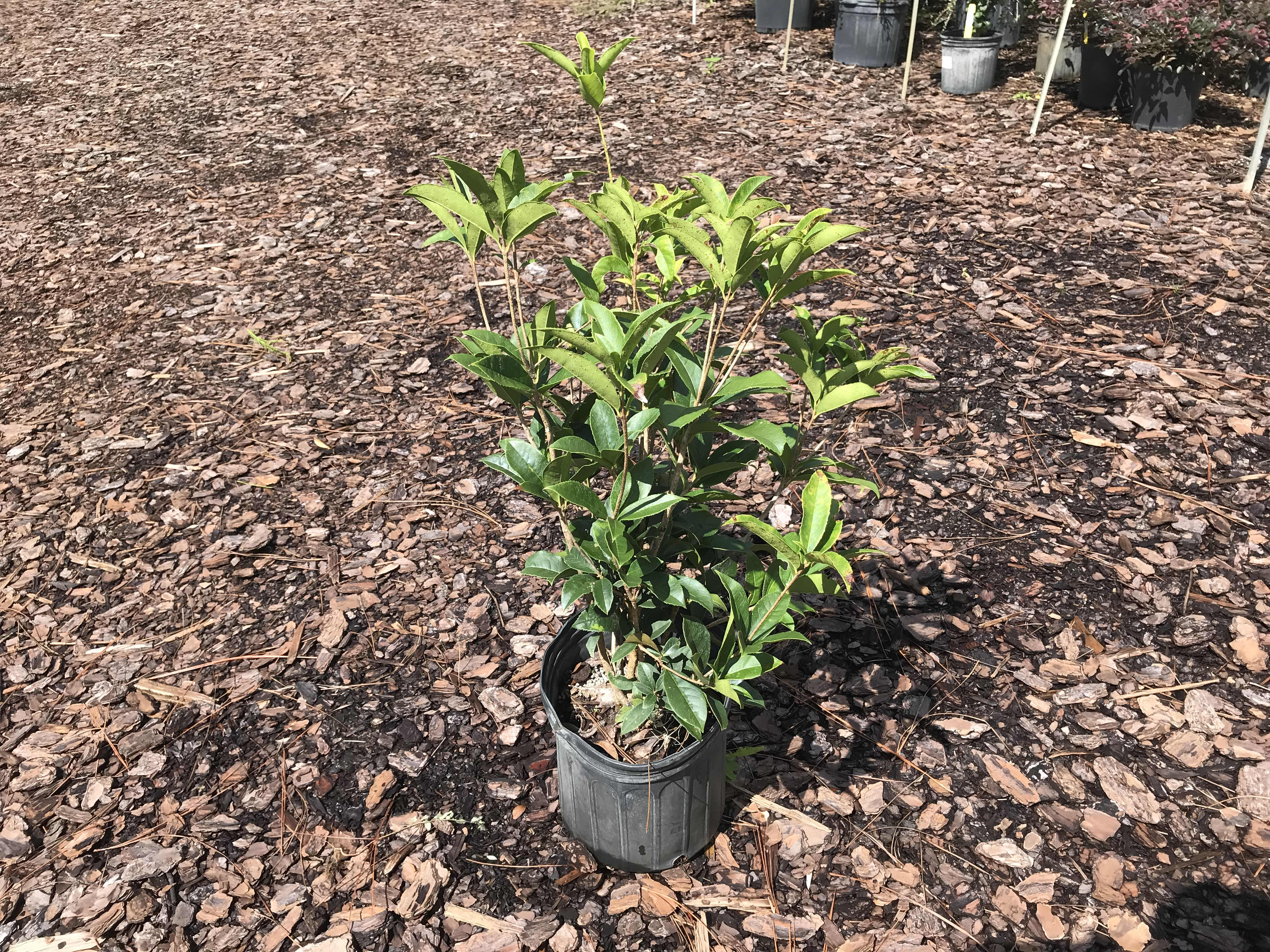 Tea Olive Tree • Just Fruits and Exotics