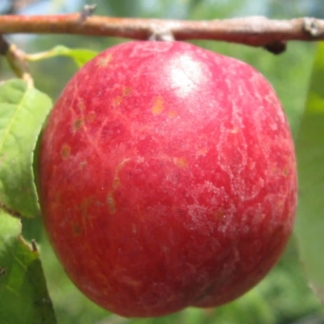 Sunraycer Nectarine Tree • Just Fruits and Exotics