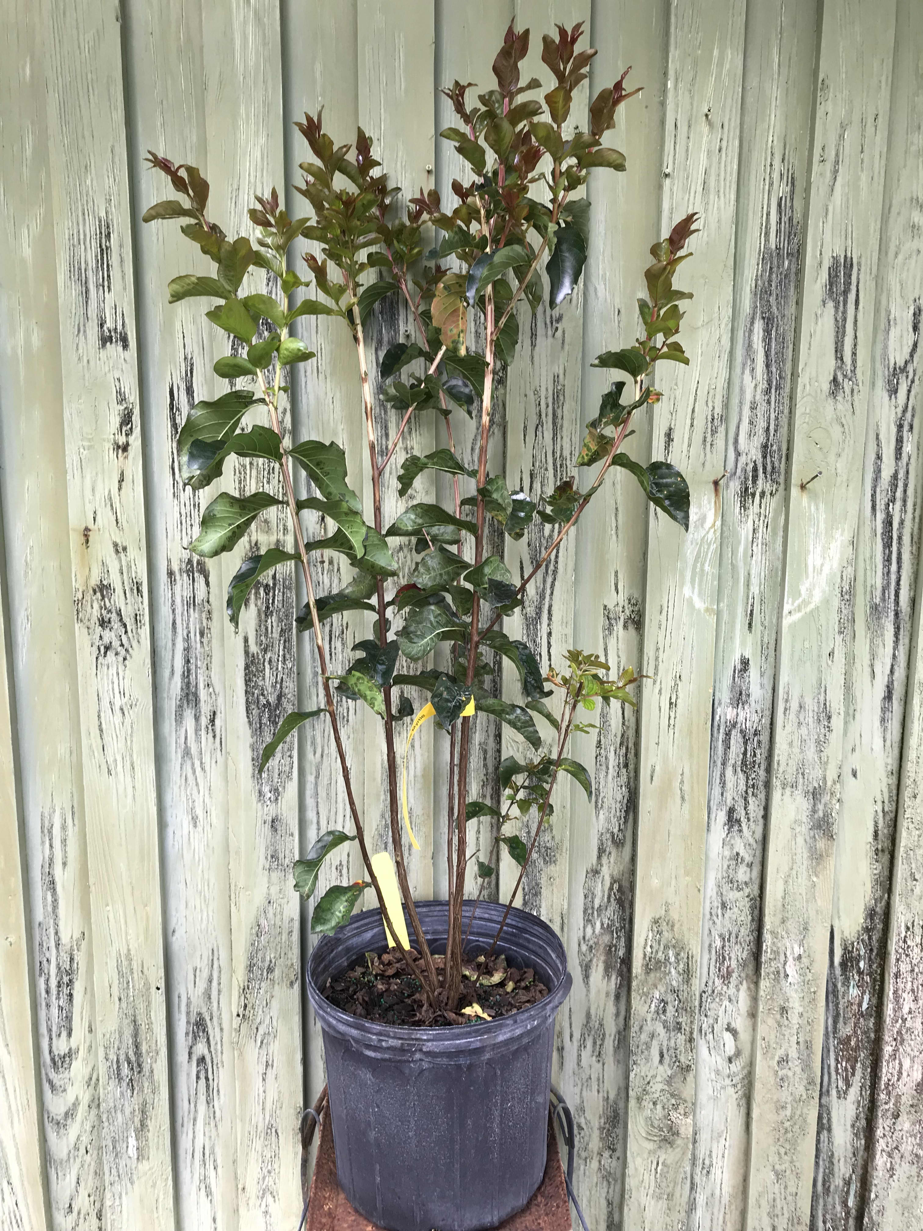 Miss Frances Crepe Myrtle Tree • Just Fruits and Exotics