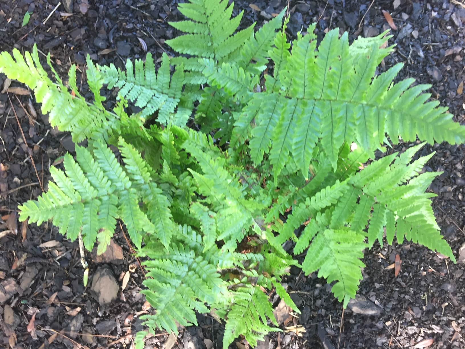 Autumn Fern • Just Fruits and Exotics