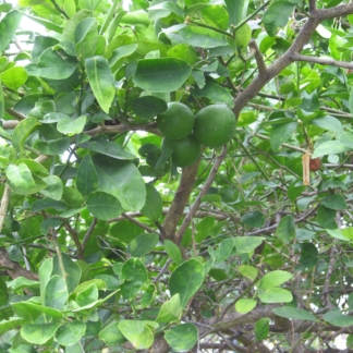Key Lime Tree • Just Fruits and Exotics