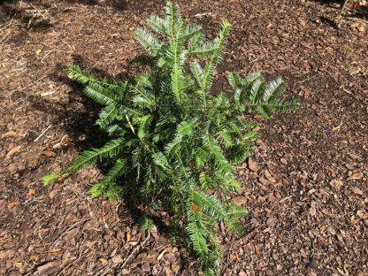 Creeping Yew Plant • Just Fruits and Exotics