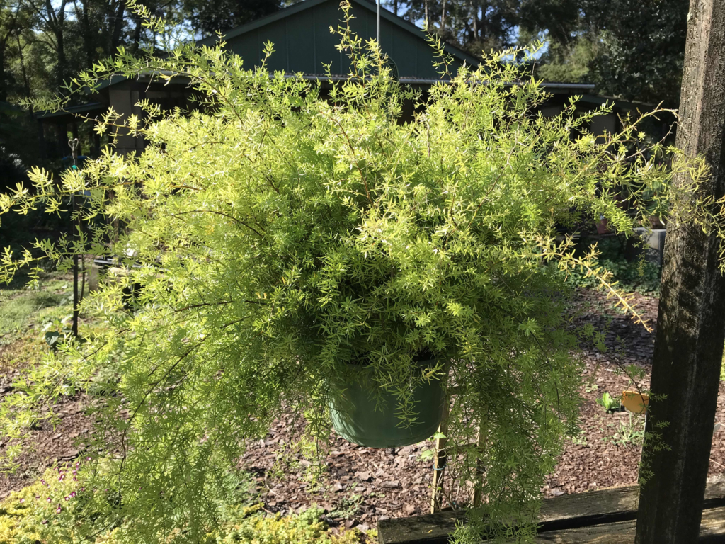 Sprengeri Asparagus Fern • Just Fruits and Exotics