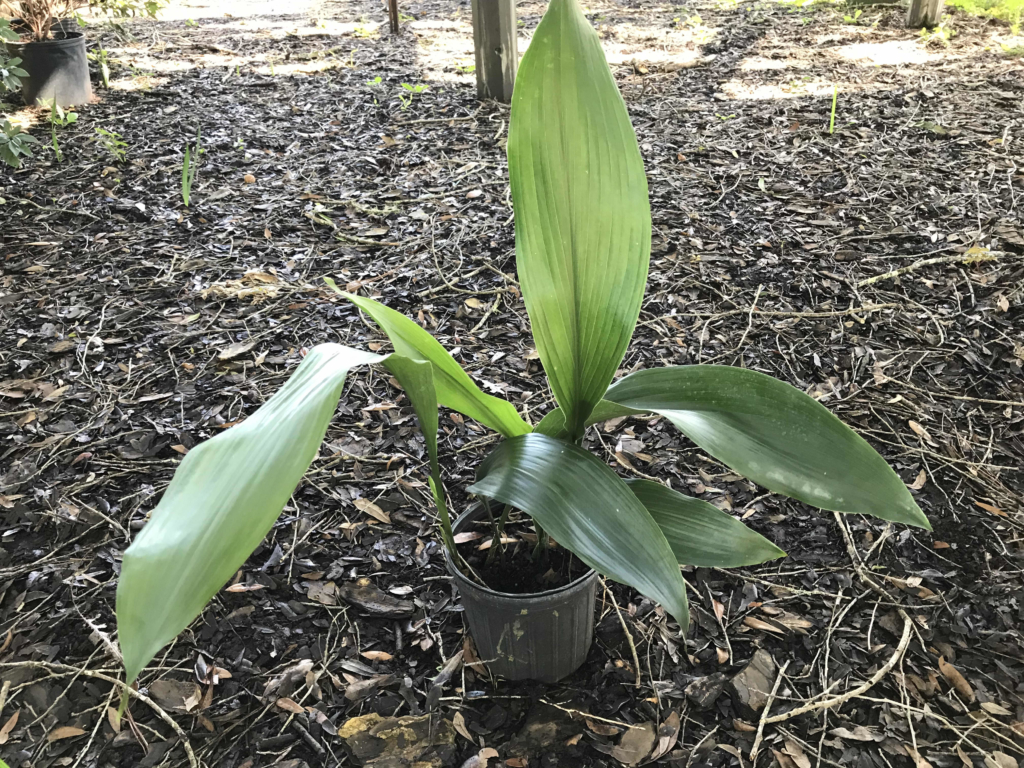 Cast Iron Lily • Just Fruits and Exotics