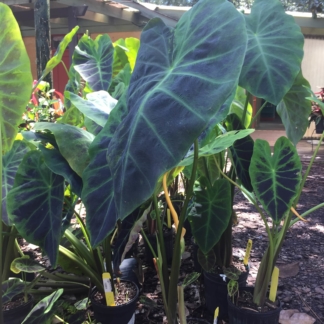 Black Taro Plant • Just Fruits and Exotics