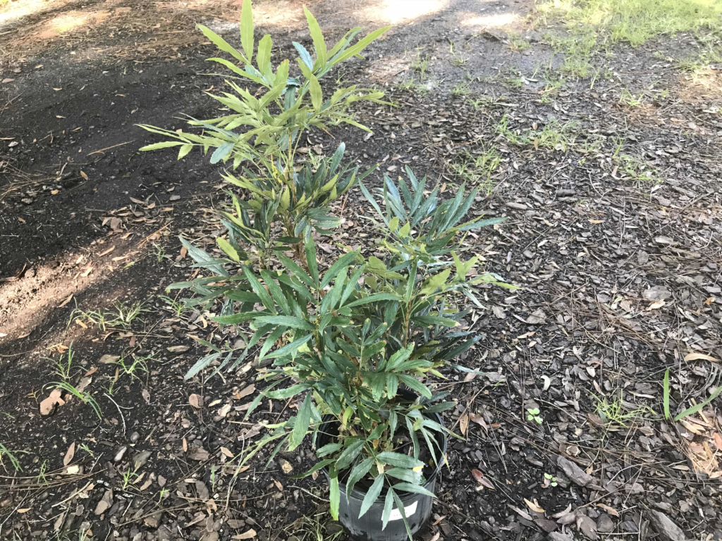 Chinese Mahonia “Barberry” Plant • Just Fruits and Exotics