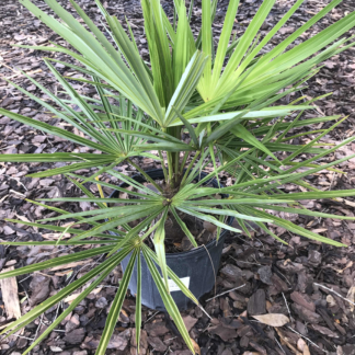 Windmill Palm Tree • Just Fruits and Exotics