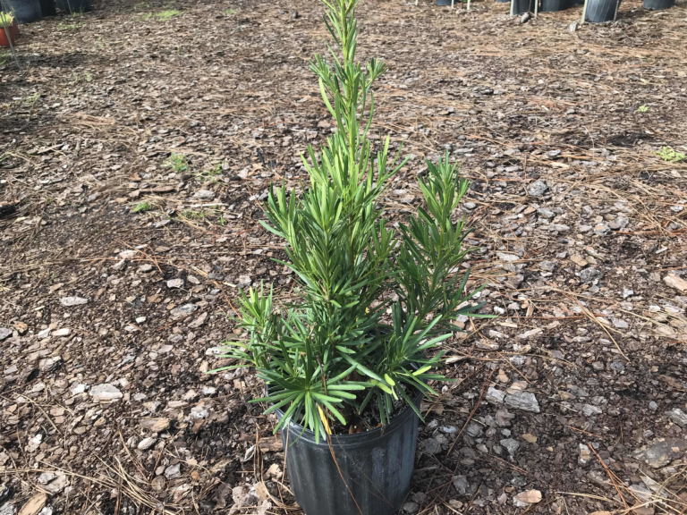 Pringle Podocarpus Dwarf Shrub • Just Fruits and Exotics