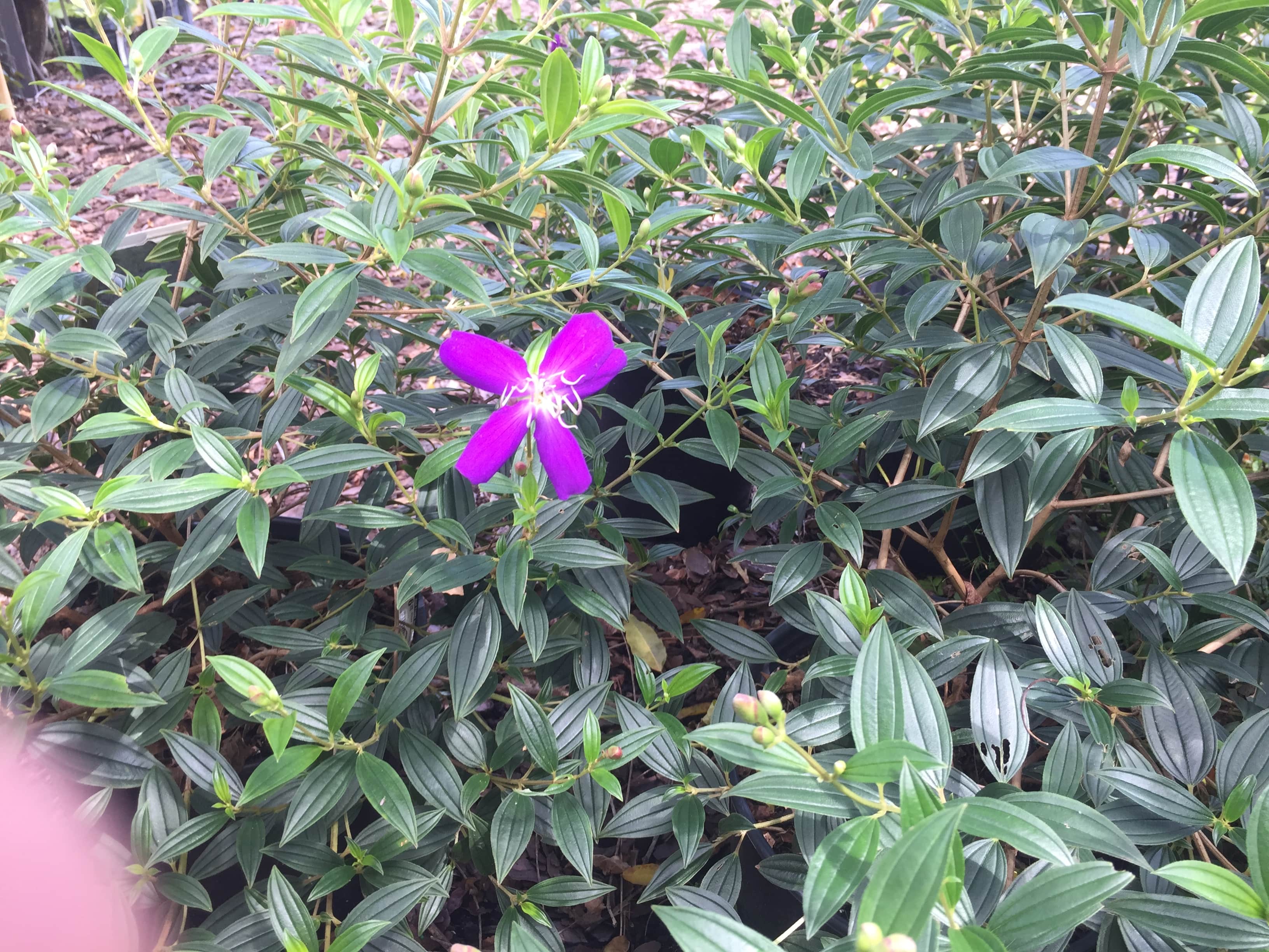 Tibouchina Plant • Just Fruits and Exotics