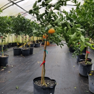 Dancy Tangerine Tree - Just Fruits and Exotics