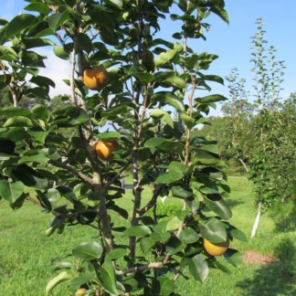 20th Century Asian Pear Tree • Just Fruits and Exotics