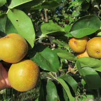 Shinseiki Asian Pear Tree • Just Fruits and Exotics