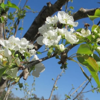 Shinseiki Asian Pear Tree • Just Fruits and Exotics
