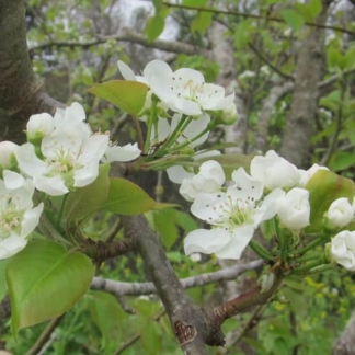 Ya Li Asian Pear Tree - Just Fruits and Exotics
