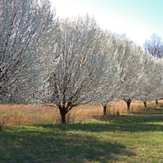 Ya Li Asian Pear Tree • Just Fruits and Exotics