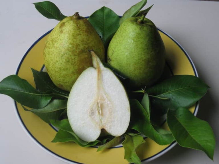 Baldwin Soft Pear Tree • Just Fruits and Exotics