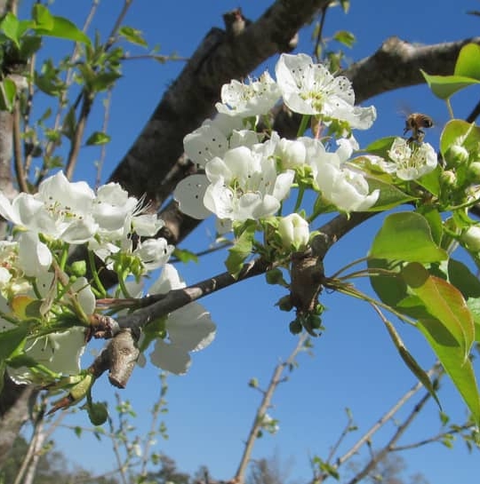 Chojuro Asian Pear Tree • Just Fruits and Exotics