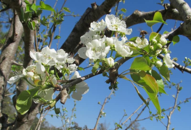 Hosui Asian Pear Tree • Just Fruits and Exotics