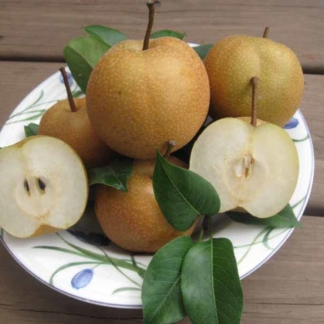 Hosui Asian Pear Tree • Just Fruits and Exotics