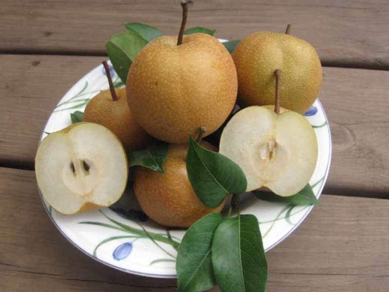 Hosui Asian Pear Tree • Just Fruits and Exotics