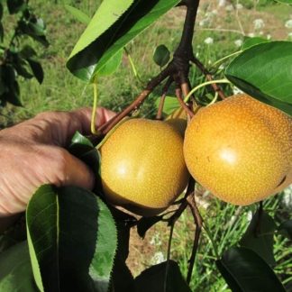 Hosui Asian Pear Tree • Just Fruits and Exotics
