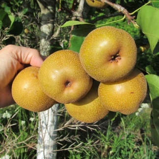 Hosui Asian Pear Tree • Just Fruits and Exotics