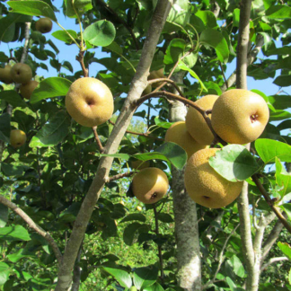 Hosui Asian Pear Tree • Just Fruits and Exotics