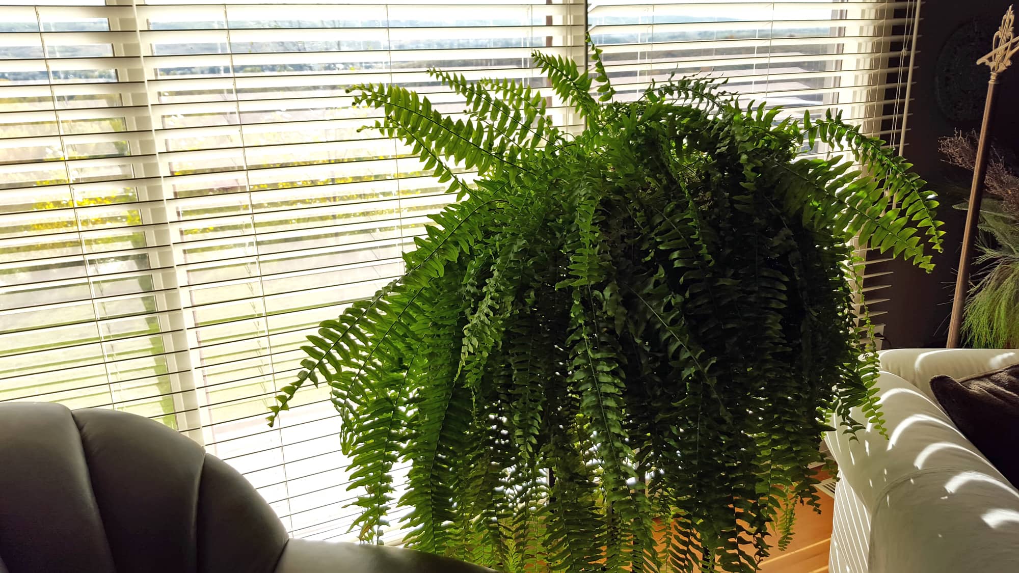 Boston Fern • Just Fruits and Exotics