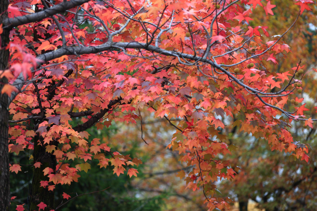 Florida Flame Red Maple Tree — Just Fruits and Exotics