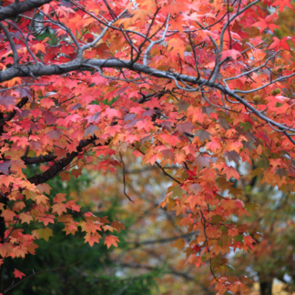 Florida Flame Red Maple Tree • Just Fruits and Exotics