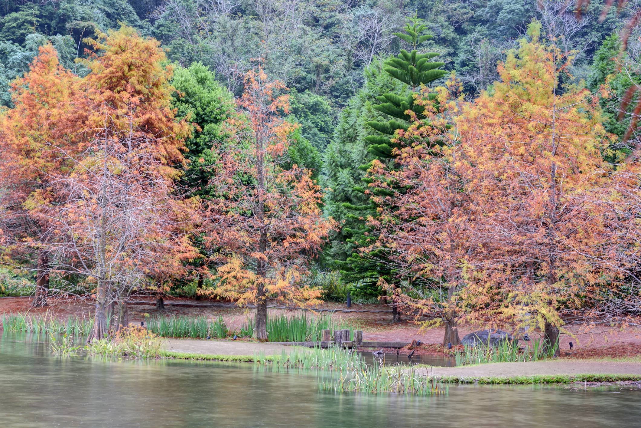 Bald Cypress Tree • Just Fruits and Exotics