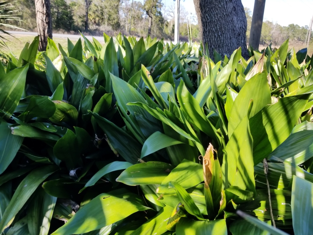 Cast Iron Lily • Just Fruits and Exotics