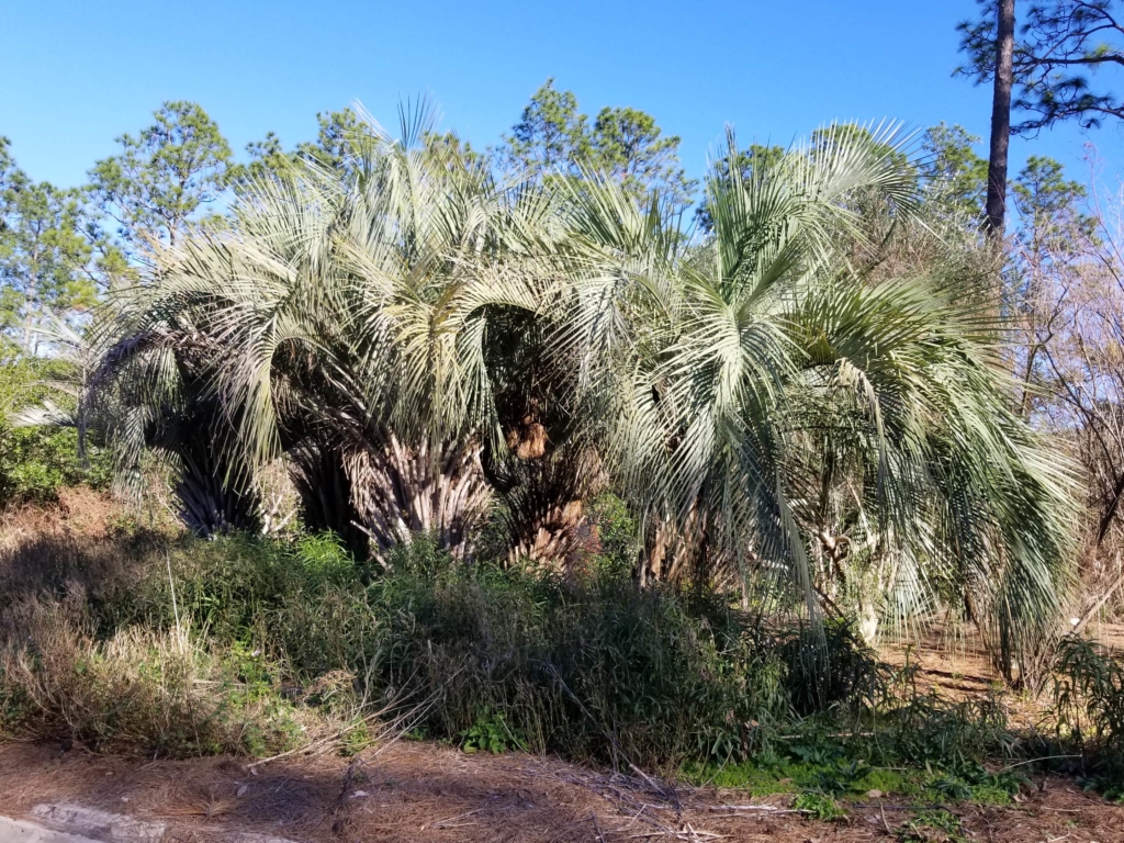 Pindo Palm Tree • Just Fruits and Exotics