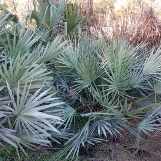 Silver Saw Palmetto • Just Fruits and Exotics