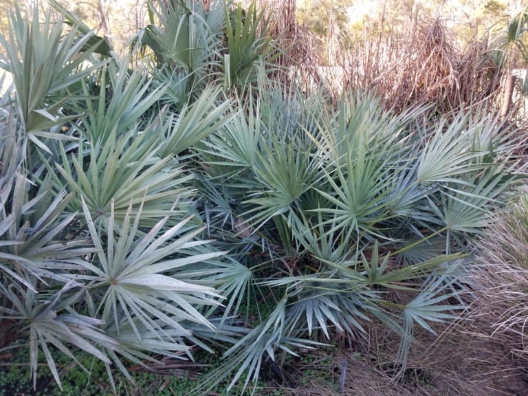 Silver Saw Palmetto • Just Fruits and Exotics