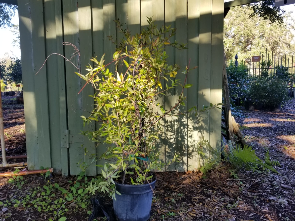 Carolina Jessamine Vine • Just Fruits and Exotics