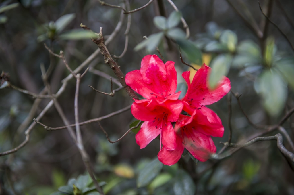 Red Formosa Azalea Bush — Just Fruits and Exotics