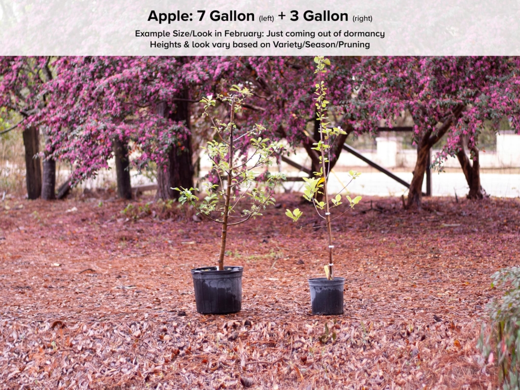 Anna Apple Tree • Just Fruits and Exotics