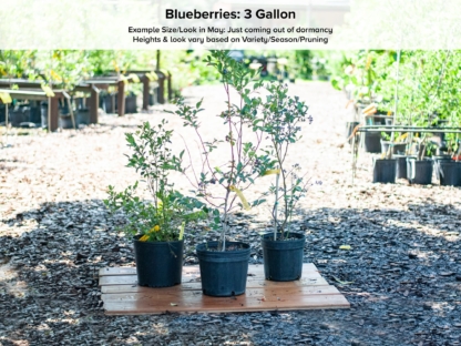 Krewer Blueberry Bush “Rabbiteye” • Just Fruits and Exotics