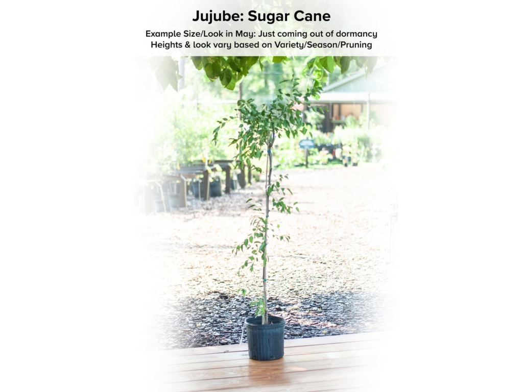 Sugar Cane Jujube Tree • Just Fruits and Exotics