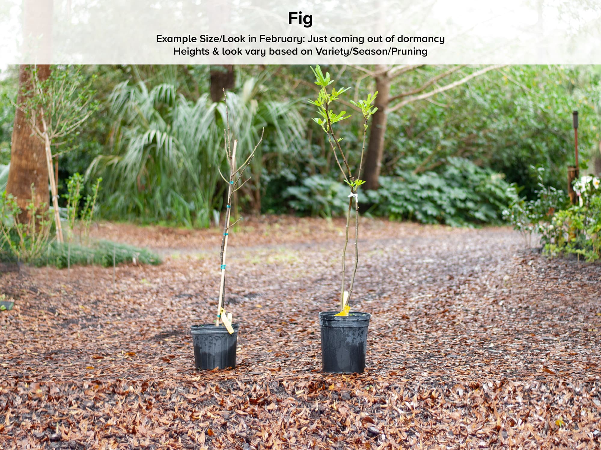 Little Ruby Fig Tree • Just Fruits and Exotics