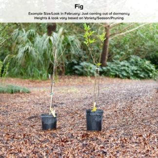 Smith Fig Tree • Just Fruits and Exotics