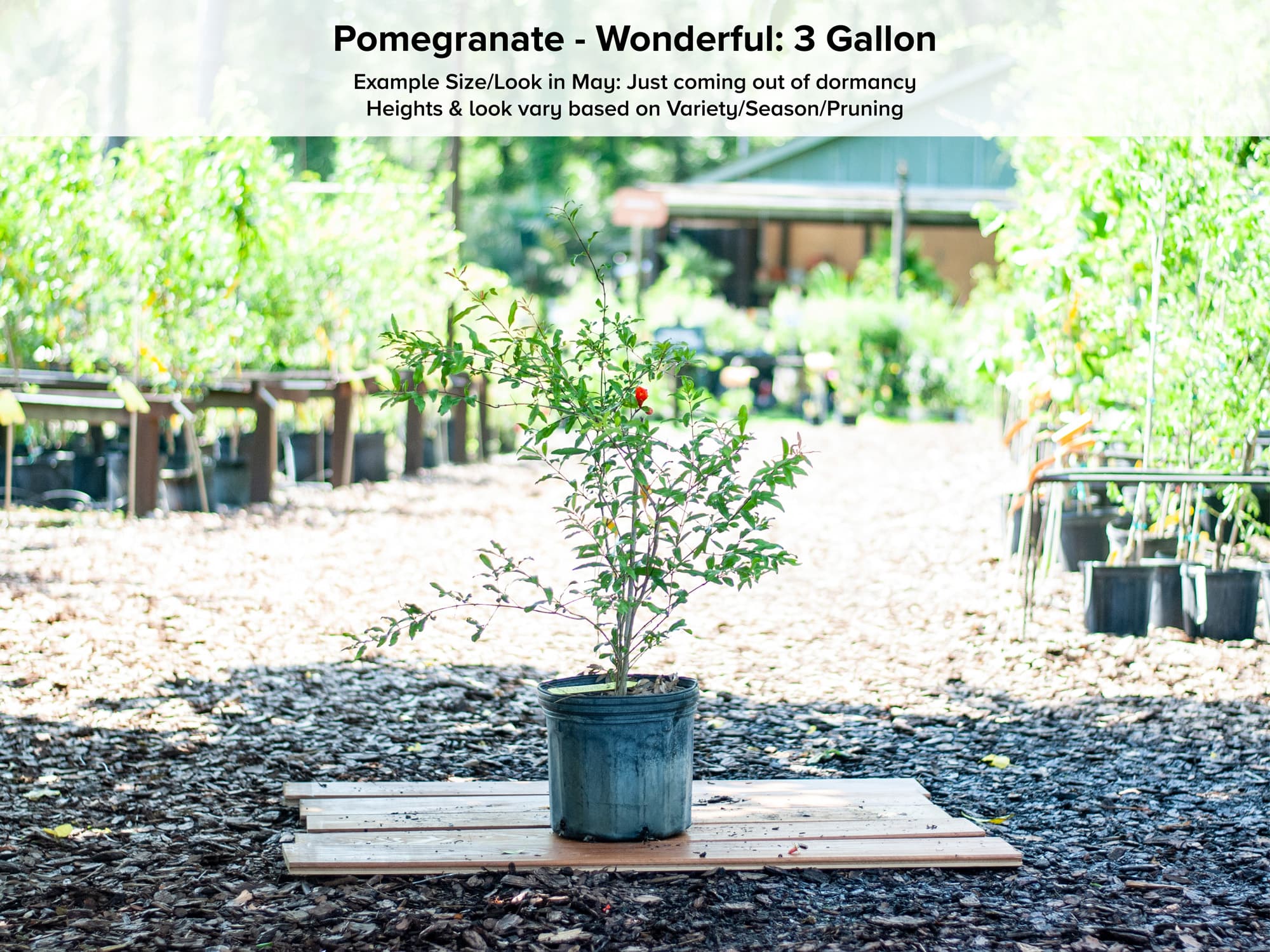 Growing Pomegranate Trees In Florida