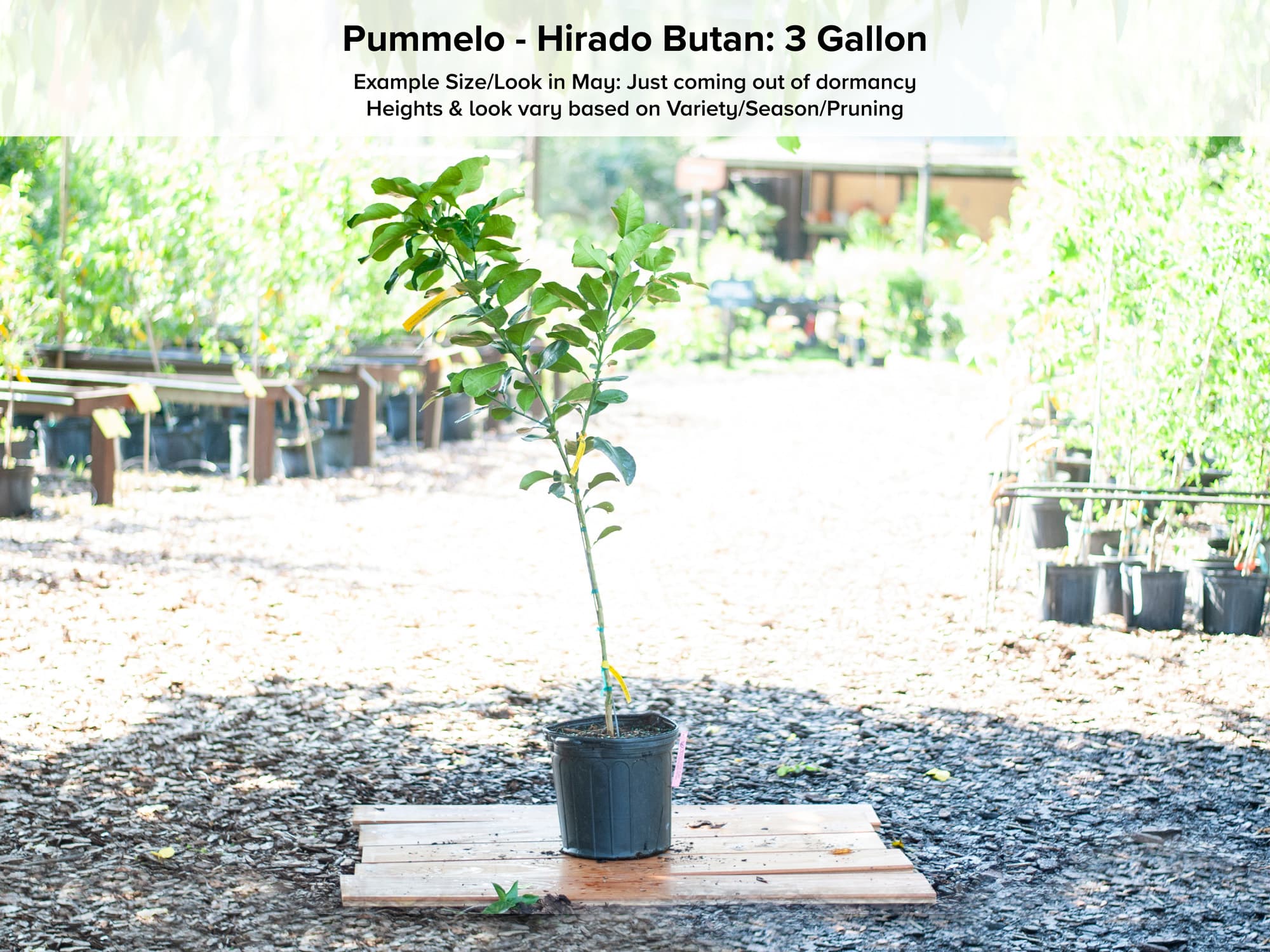 Hirado Butan Pummelo Tree • Just Fruits and Exotics