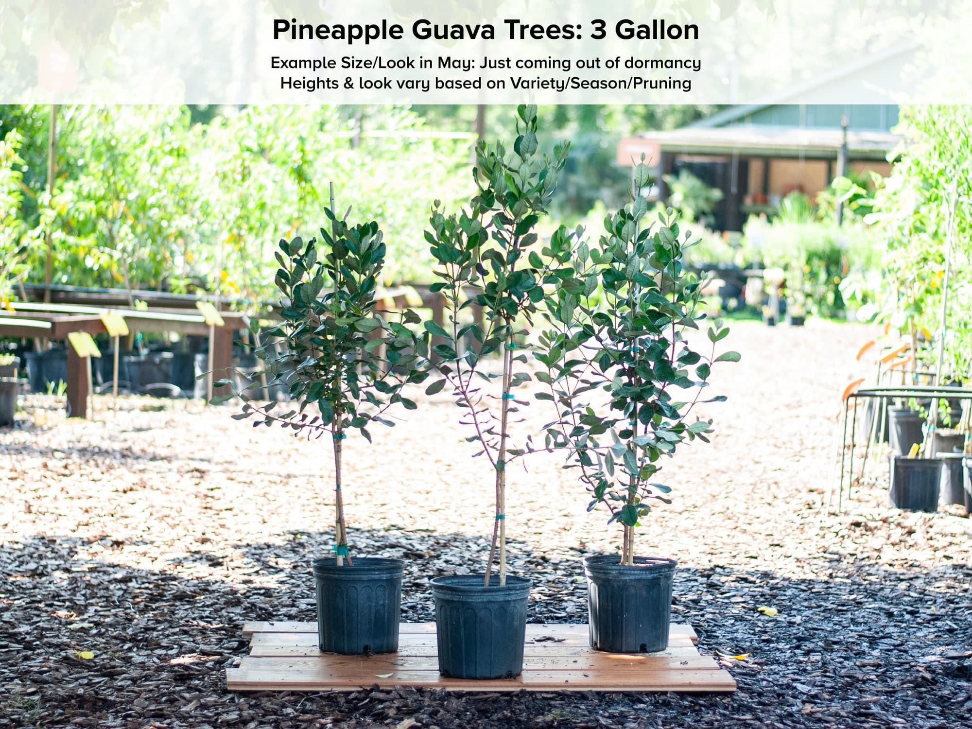 Just Fruits Seedlings Pineapple Guava • Just Fruits and Exotics