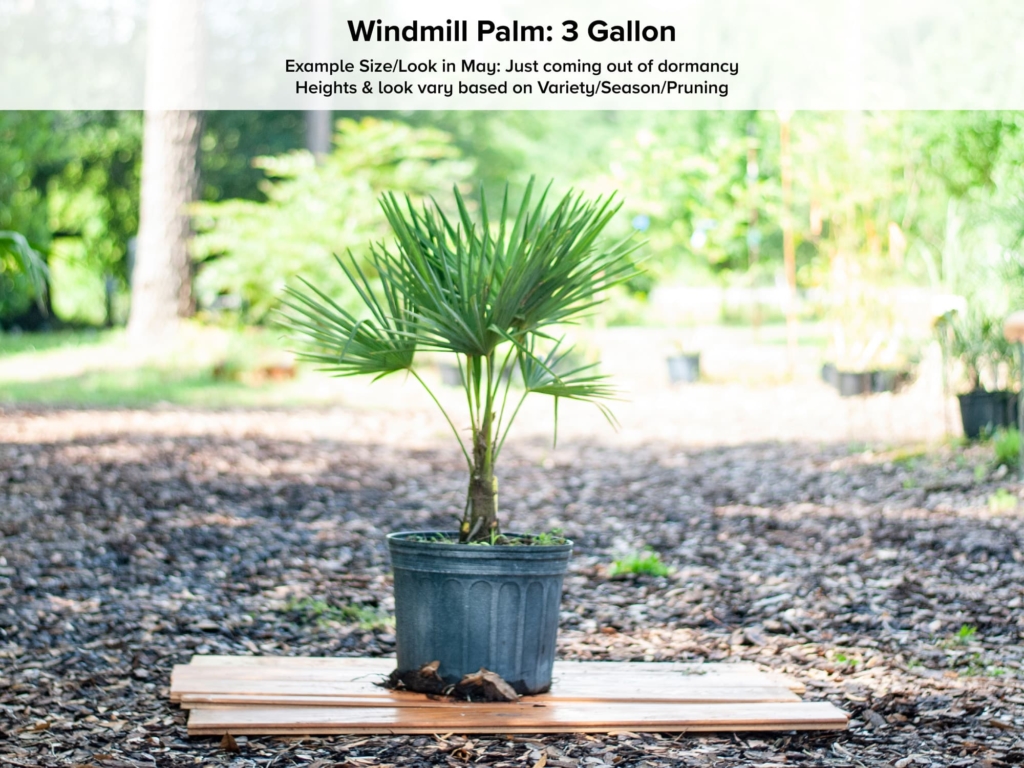 Windmill Palm Tree • Just Fruits and Exotics