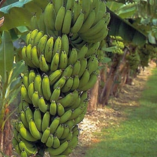 Gran Nain Banana Plant • Just Fruits and Exotics
