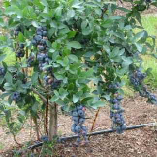 Titan Blueberry Bush “Rabbiteye” • Just Fruits and Exotics
